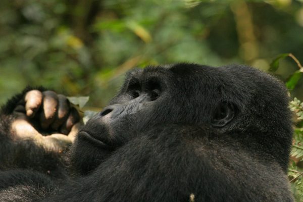Livingstone Safaris - Safari and Birding Tours in Uganda