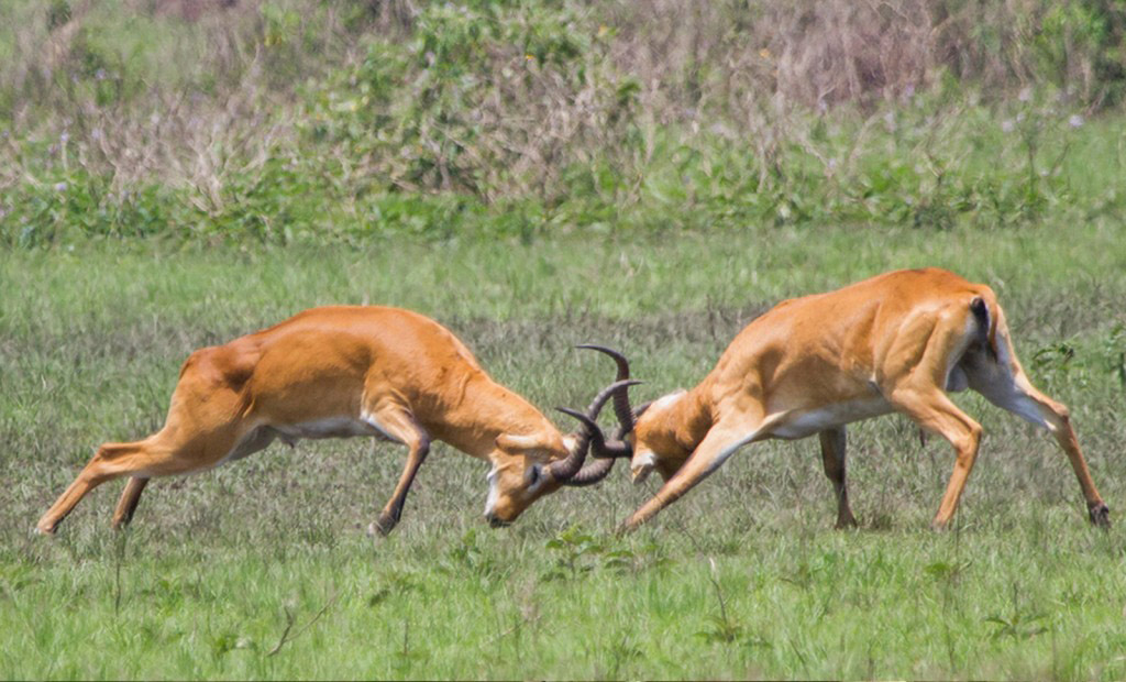 Uganda Birding and Nature Tour - 15 Days - Livingstone Safaris